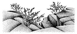 055F Ledge with Brush